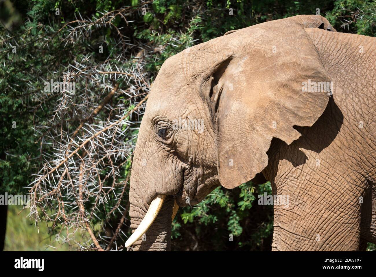 One elephant hi-res stock photography and images - Alamy