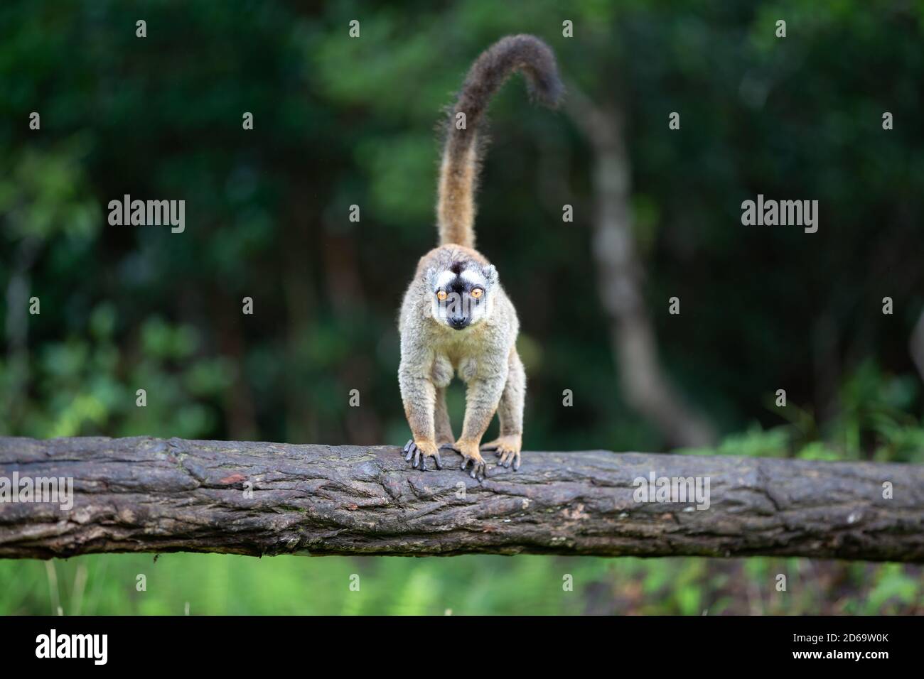 Rainforest Lemur High Resolution Stock Photography and Images - Alamy
