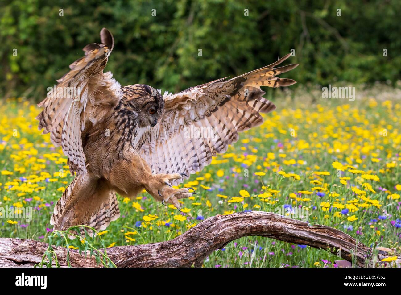 Bird of prey bubo bubo falconry birds hi-res stock photography and ...