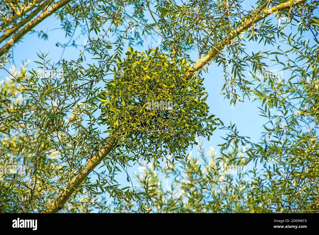 Blue Mistletoe High Resolution Stock Photography and Images - Alamy