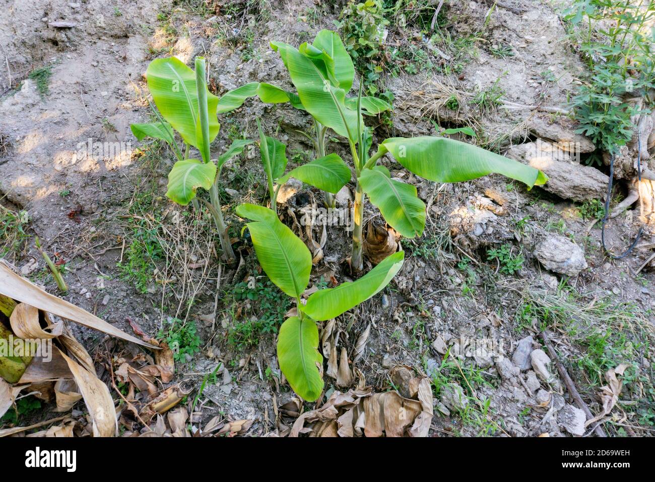 small banana plants in the vegetable garden Stock Photo - Alamy
