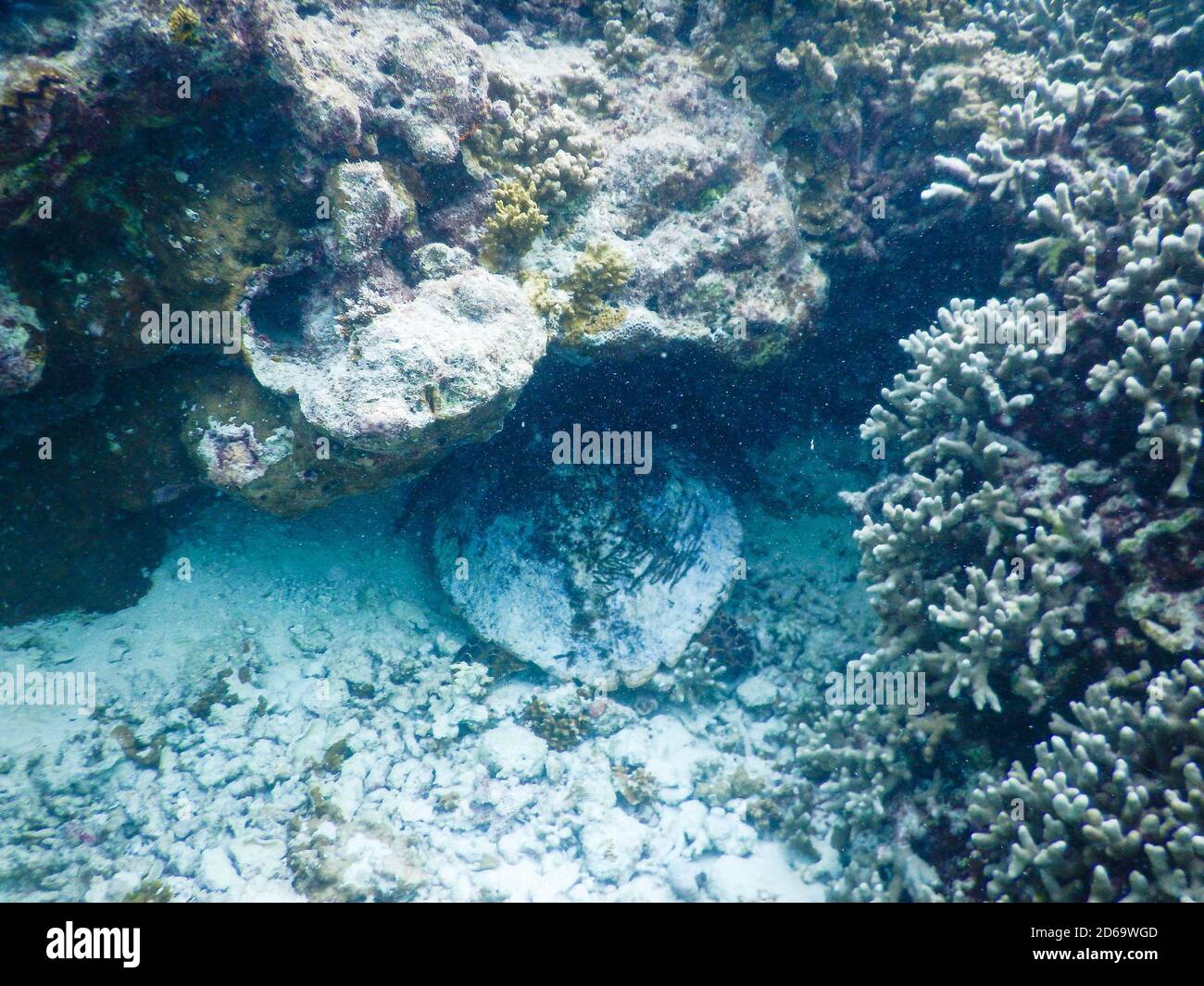 Sea turtle poaching hi-res stock photography and images - Alamy