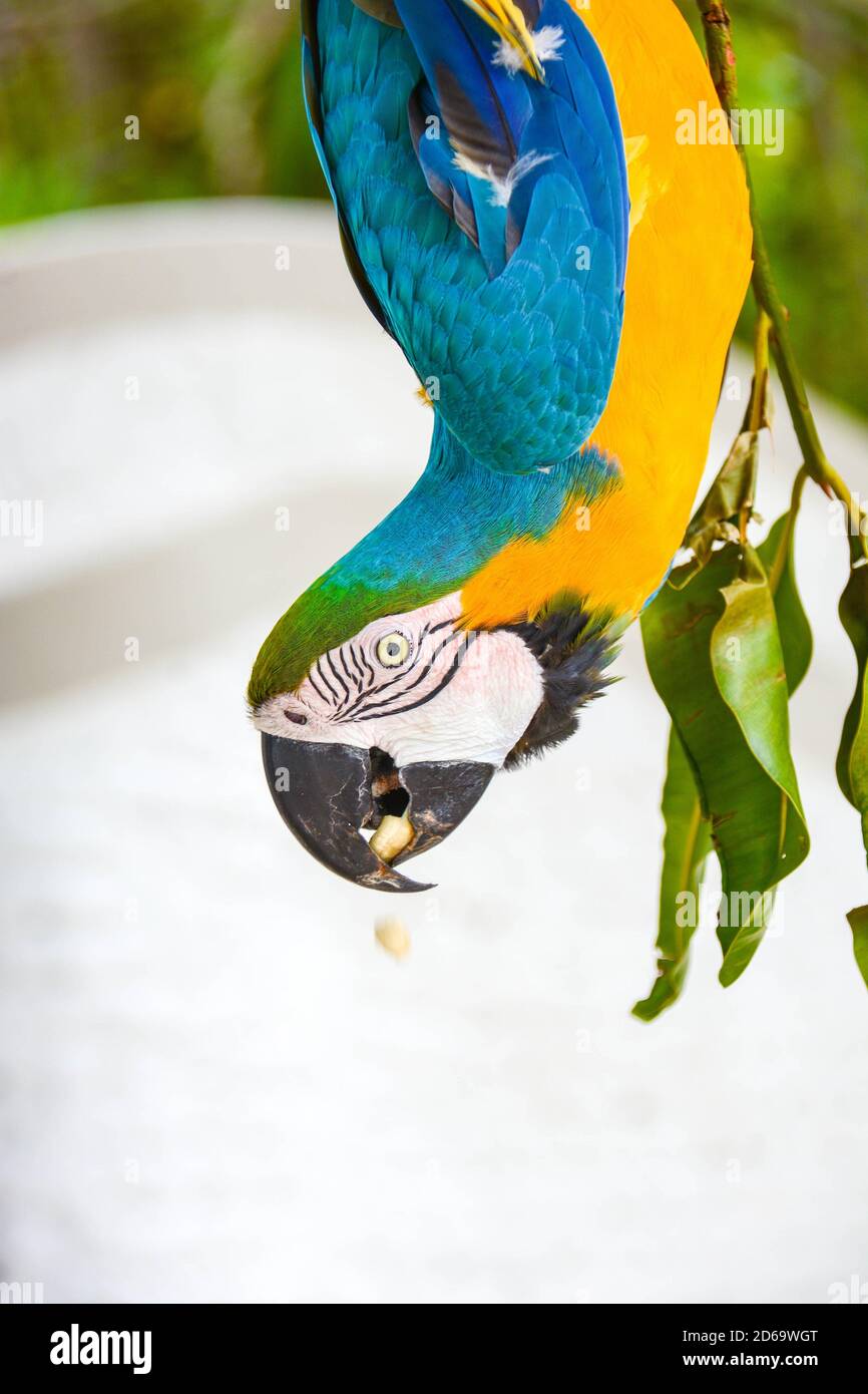 Food parrot hi-res stock photography and images - Alamy