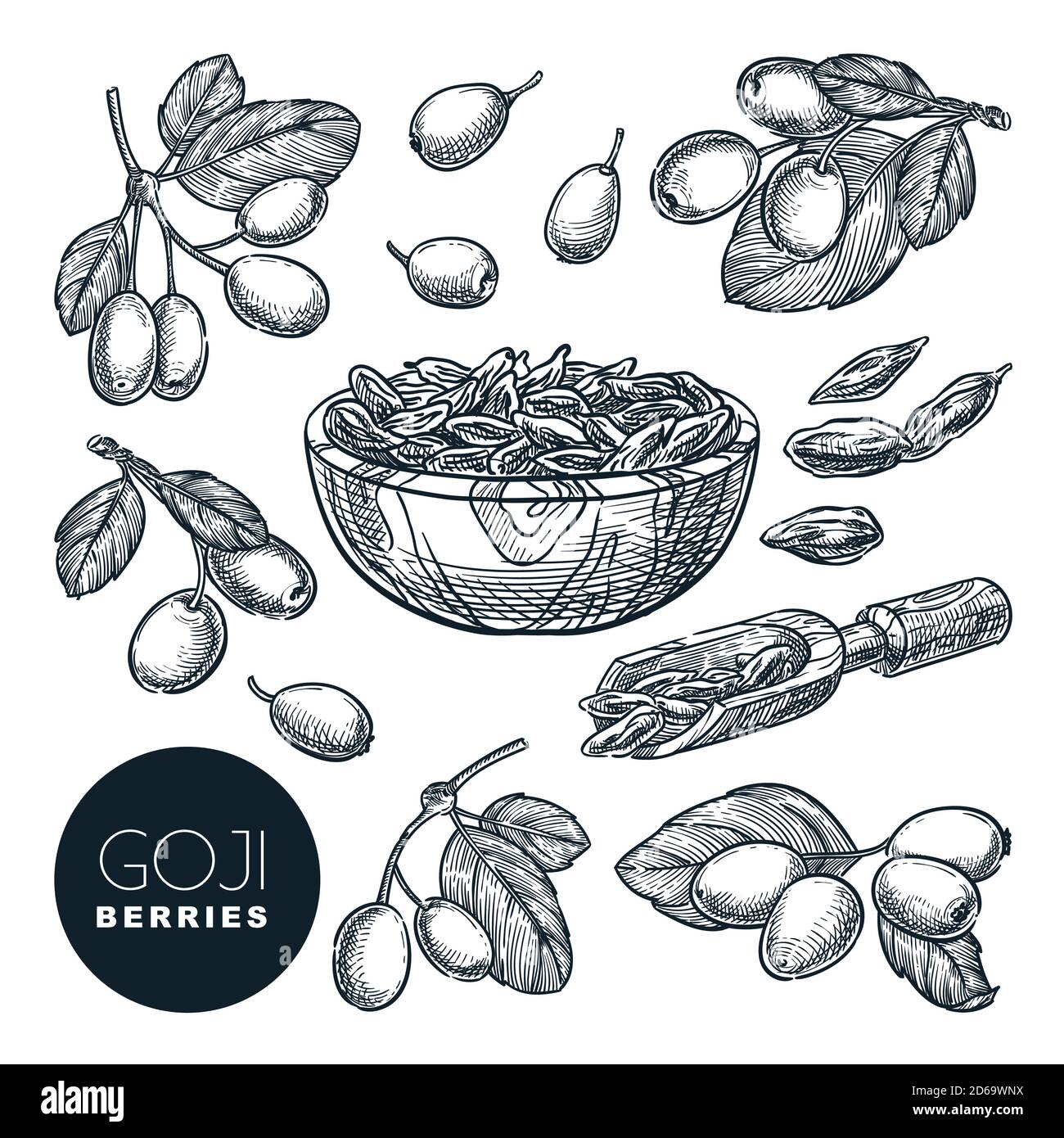 Boxthorn fruit Stock Vector Images - Alamy