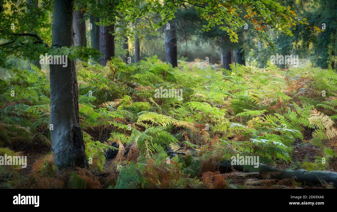 Strensall Common Nature Reserve woodland, North Yorkshire, England ...