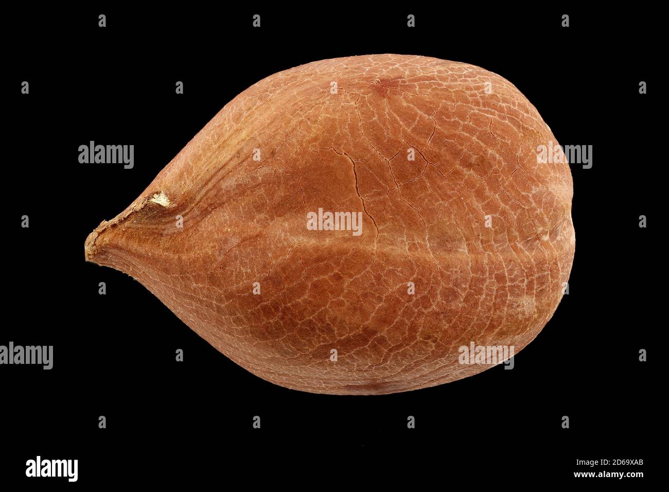 Corylus avellana betulaceae hi-res stock photography and images - Alamy