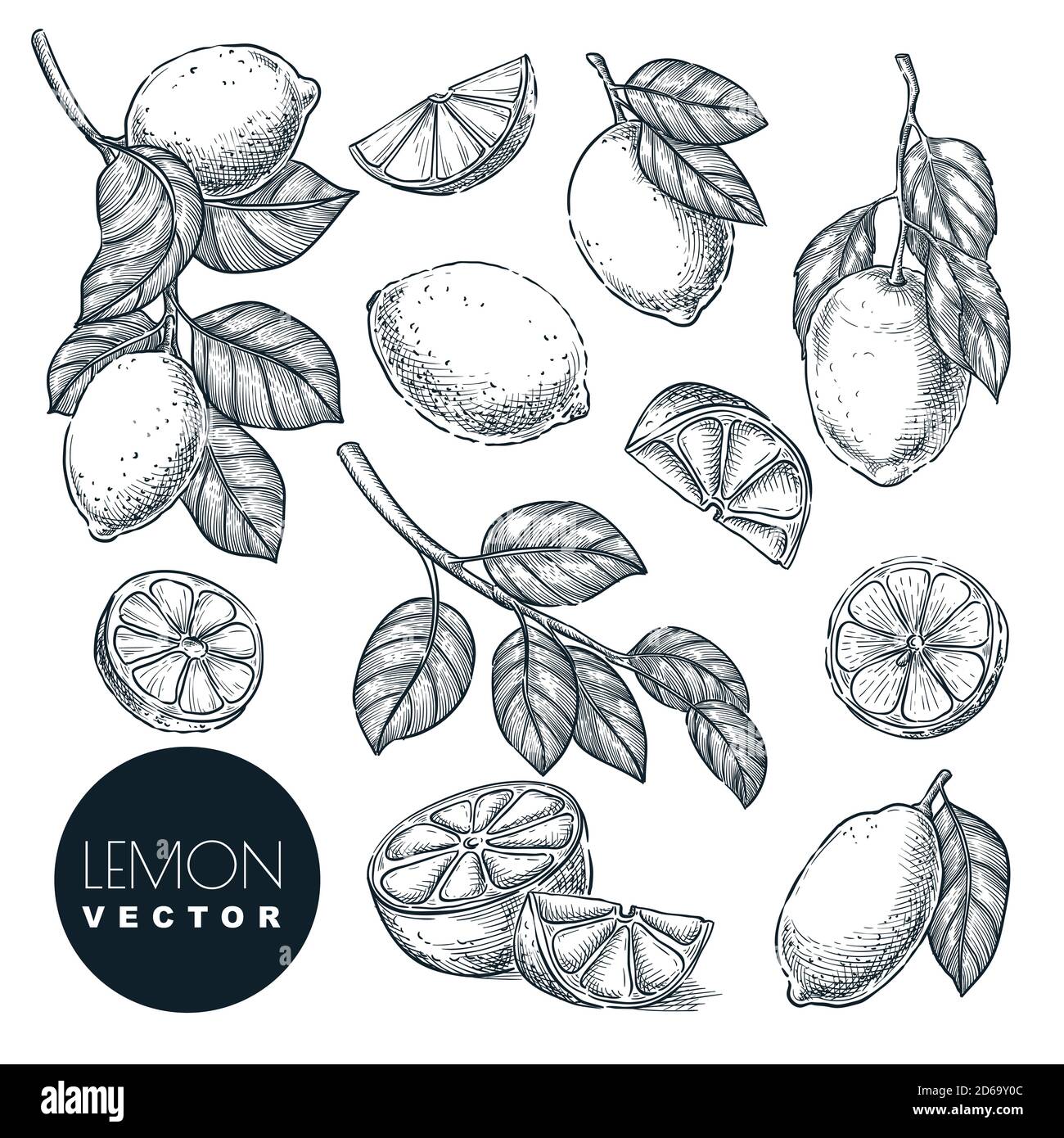 Lemon citrus tropical fruits set. Hand drawn sketch vector illustration. Lime harvest on branch ...