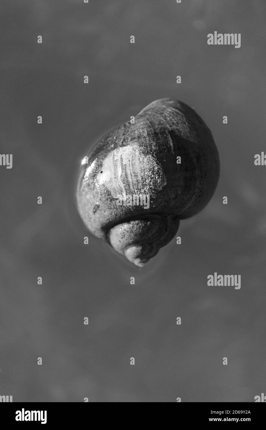 Vertical grayscale shot of snail shell floating on the water Stock ...