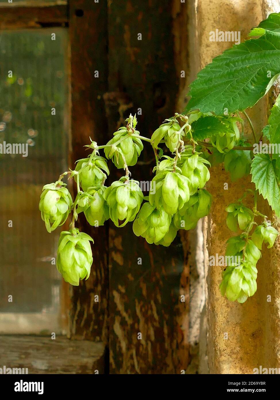 Hops cone hi-res stock photography and images - Alamy