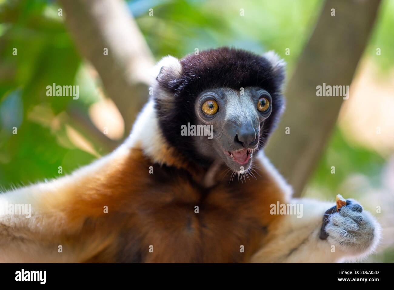 Silky sifaka hi-res stock photography and images - Alamy