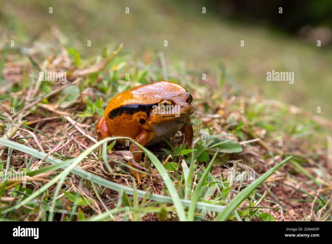 Large tree frog hi-res stock photography and images - Alamy