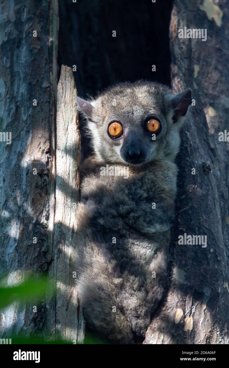 Animal living in hollow tree hi-res stock photography and images - Alamy