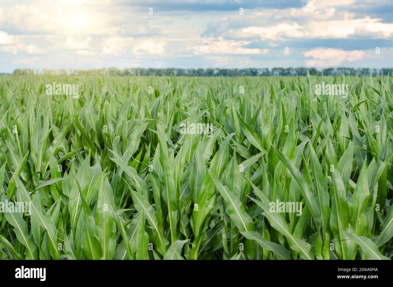 Corn field under blue sky view summer time Stock Photo - Alamy