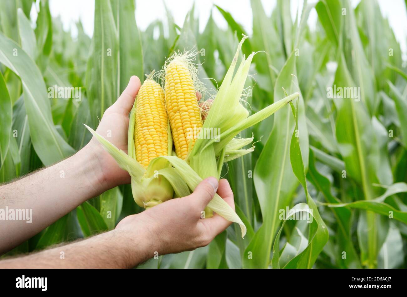 Field inspection hi-res stock photography and images - Alamy