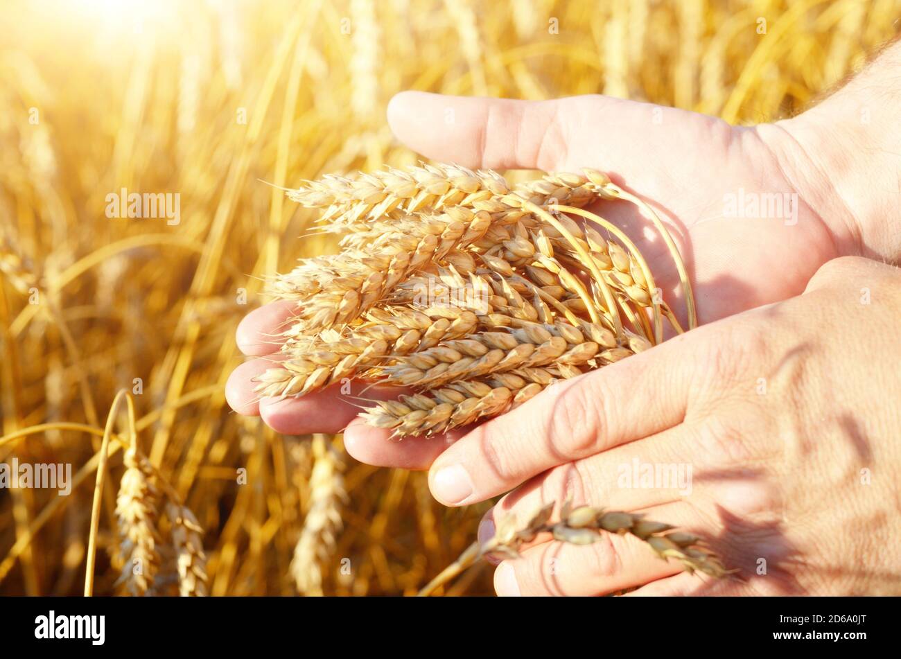The wheat ears in farmer's hands close-up sunset time Stock Photo - Alamy