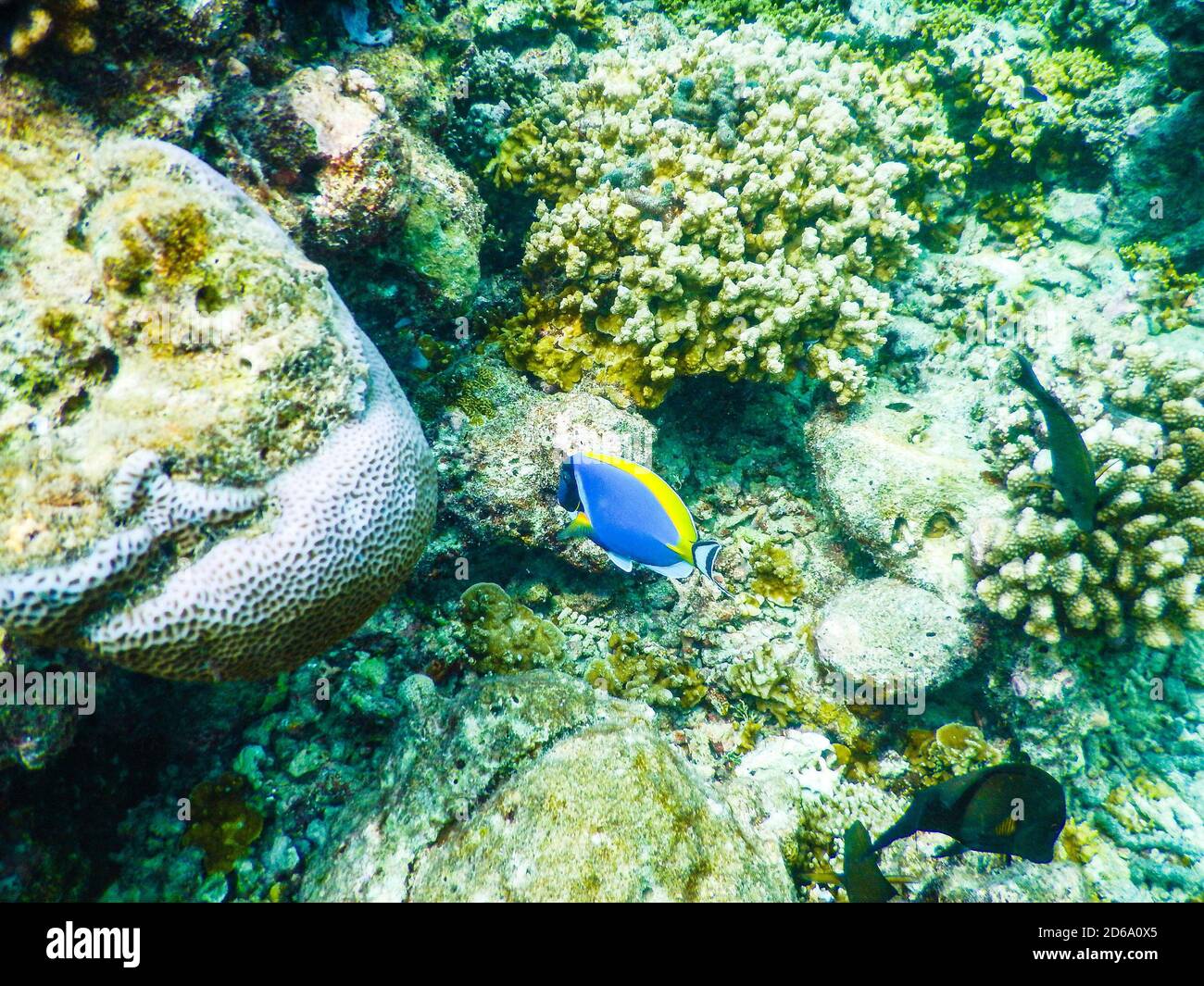 Maldives, tropical fish on the coral reef destroyed by the tsunami and ...