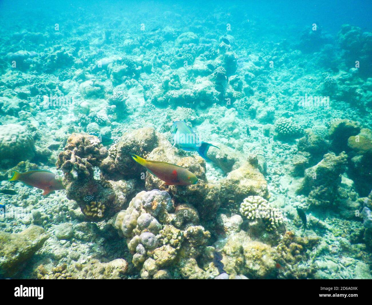 Maldives, tropical fish on the coral reef destroyed by the tsunami and ...
