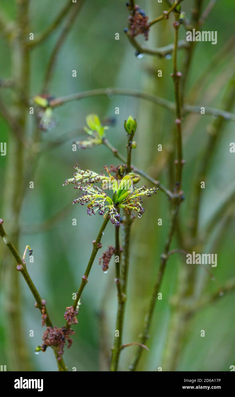 Fresno fraxinus excelsior hi-res stock photography and images - Alamy