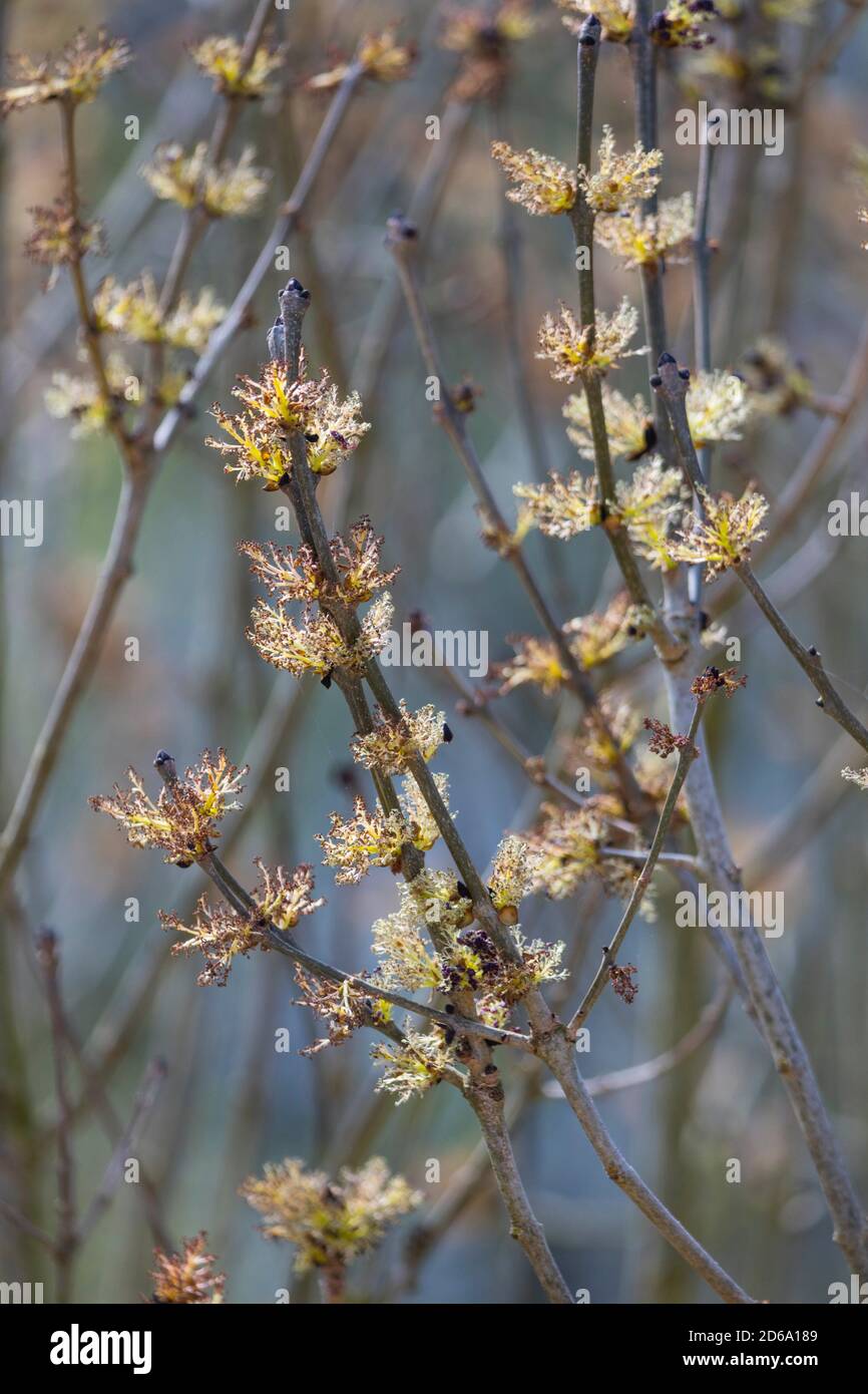 Fresno común fraxinus excelsior hi-res stock photography and images - Alamy