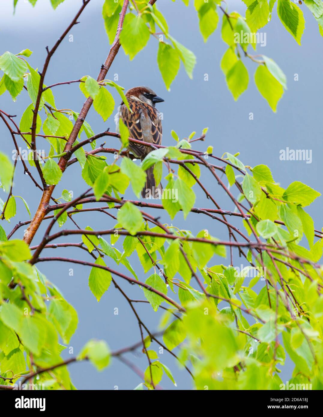 GORRION COMUN - HOUSE SPARROW (Passer domesticus Stock Photo - Alamy