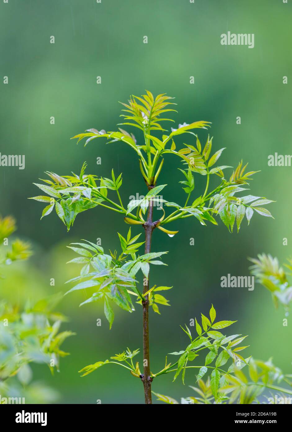 European Ash Fraxinus Excelsior High Resolution Stock Photography and ...