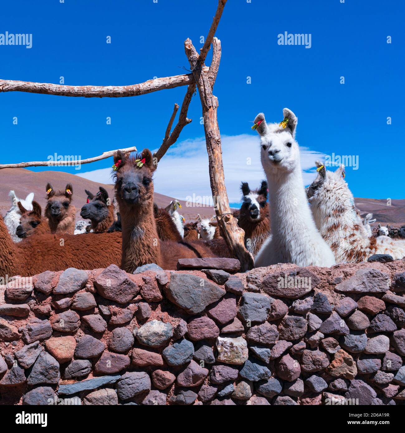La lama hi-res stock photography and images - Alamy