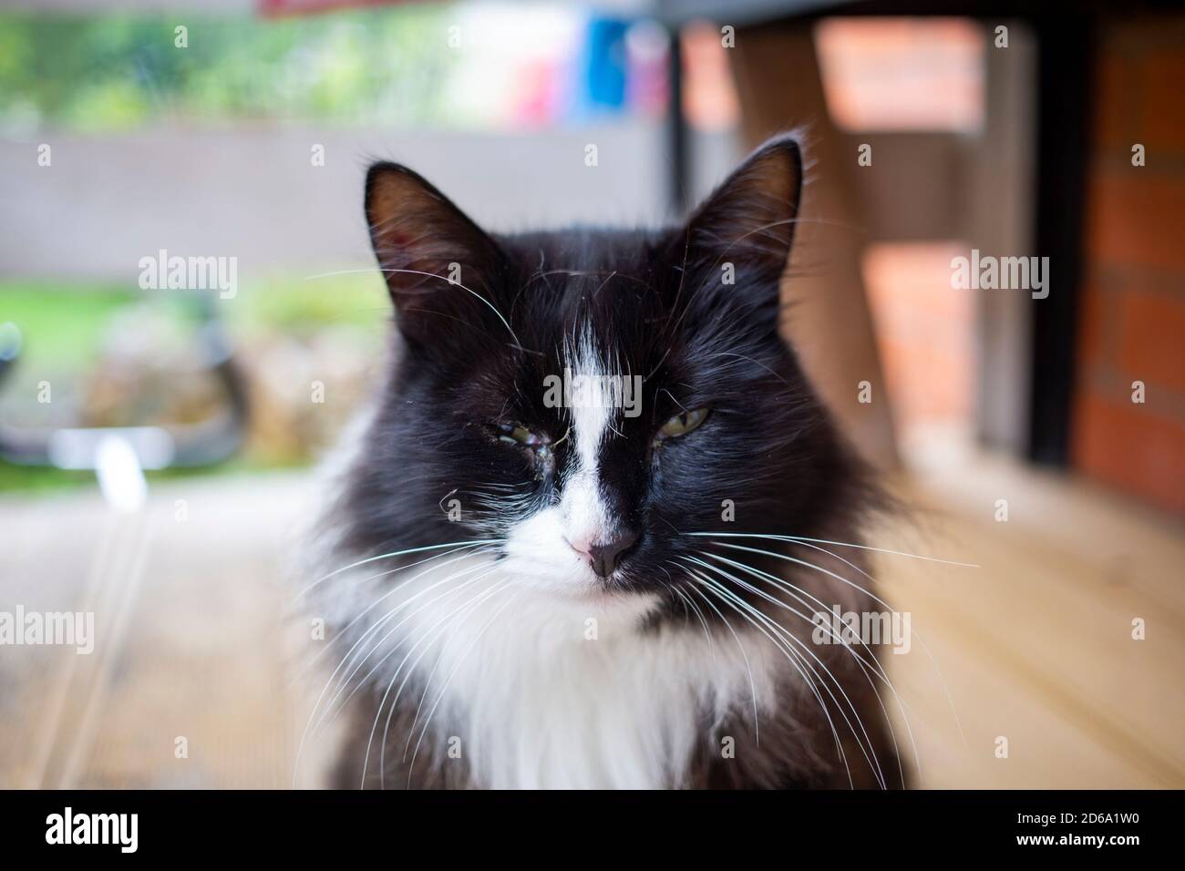 Sore animal hi-res stock photography and images - Alamy