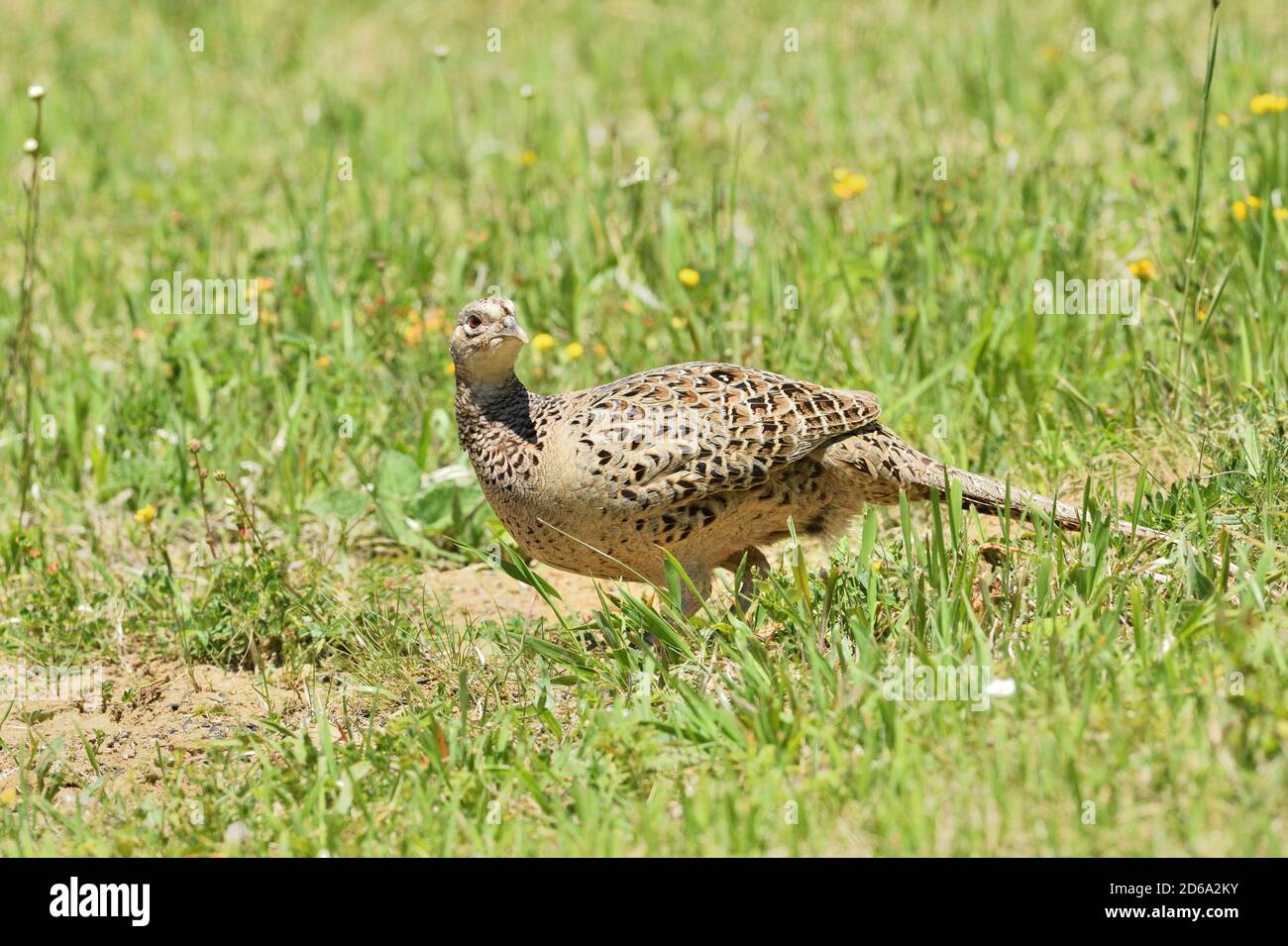 Pheasant hen on meadow hi-res stock photography and images - Alamy