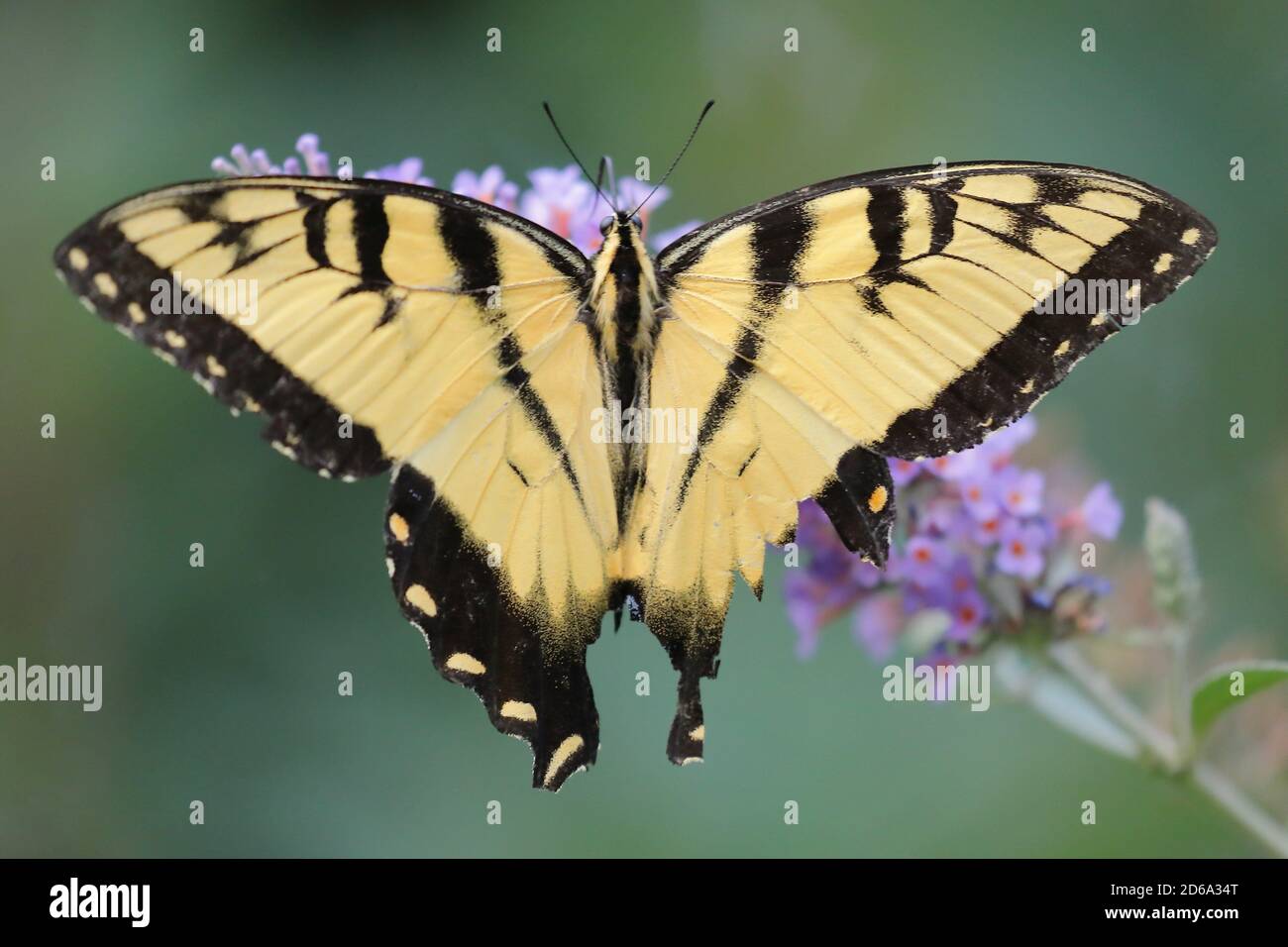 Eastern Tiger Swallowtail Butterfly