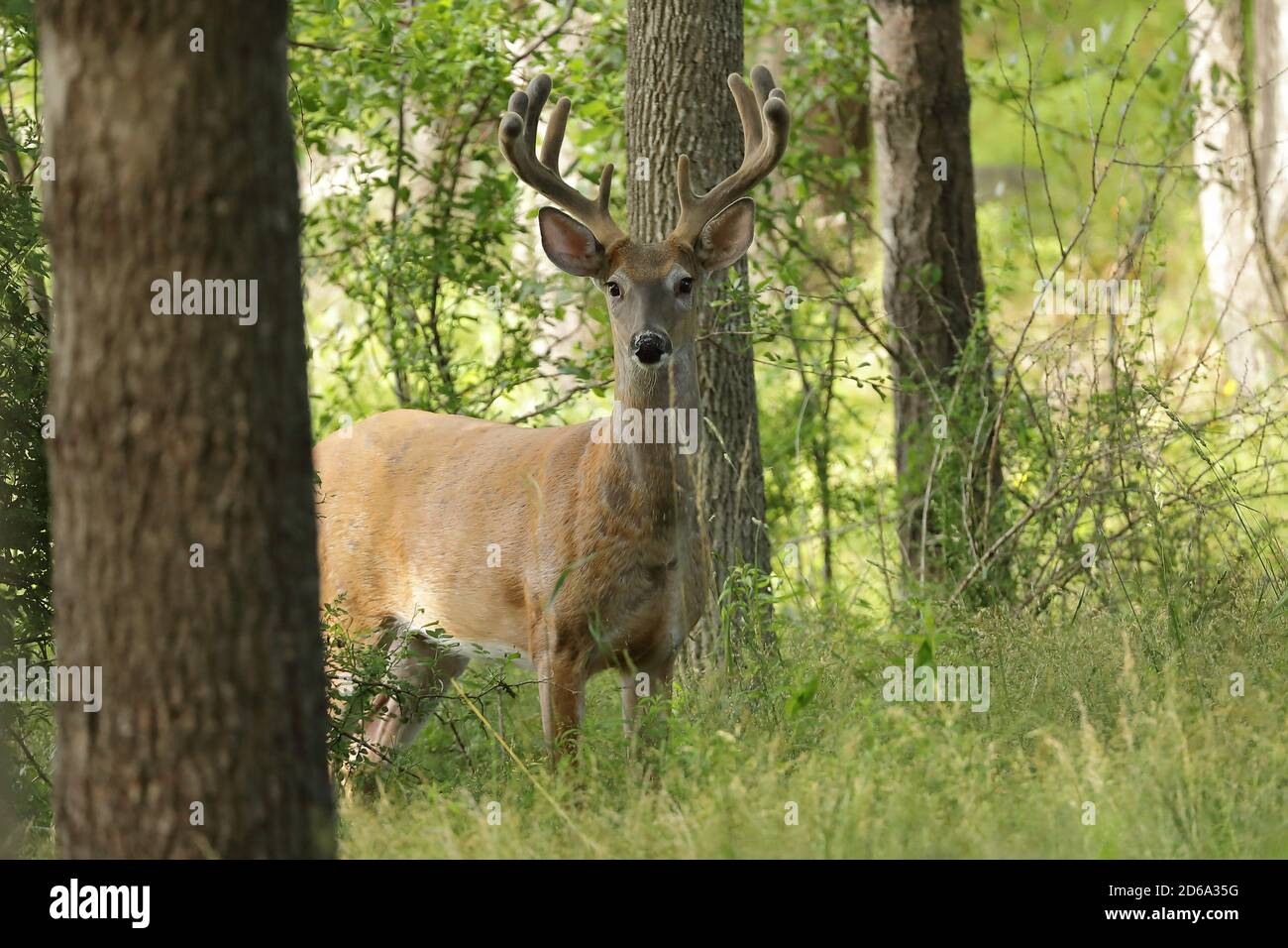 Odocoileus virginianus hi-res stock photography and images - Alamy