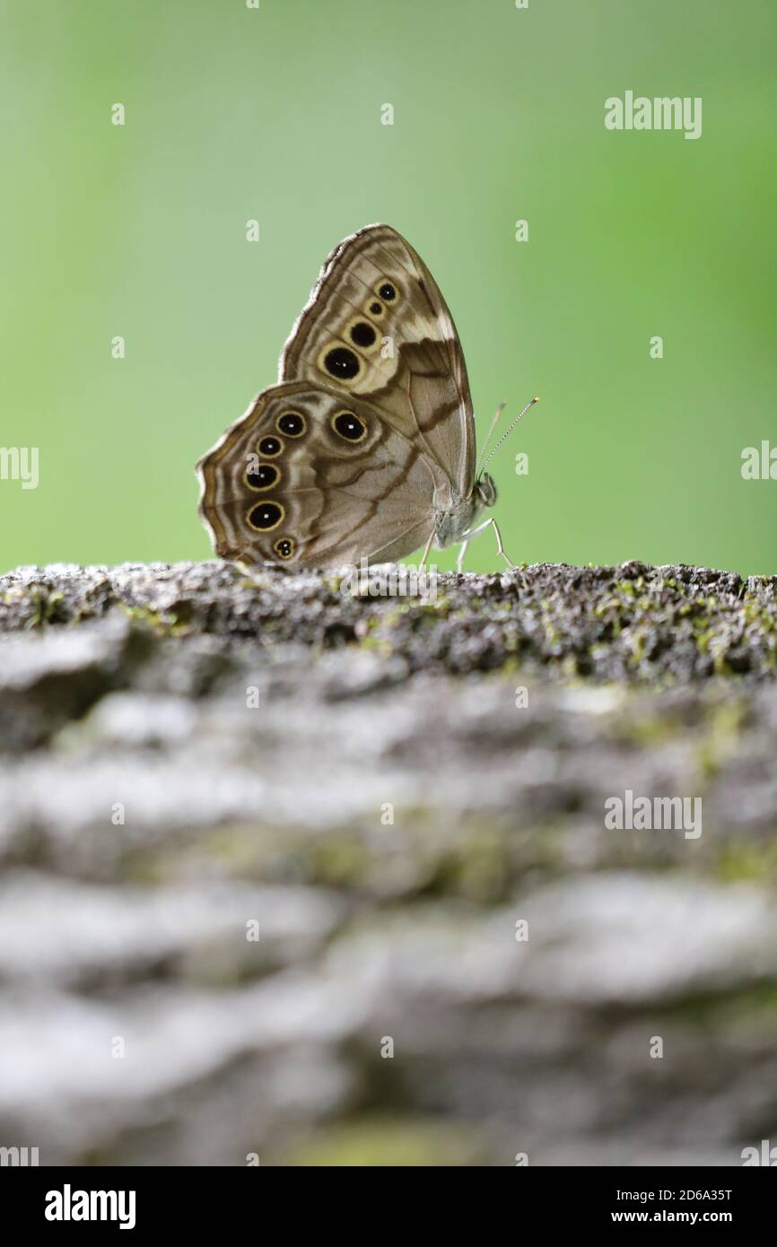 Enodia hi-res stock photography and images - Alamy