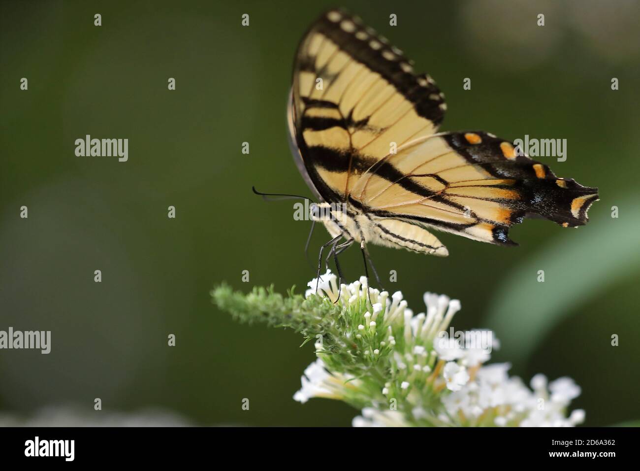 Side View Butterfly High Resolution Stock Photography and Images - Alamy