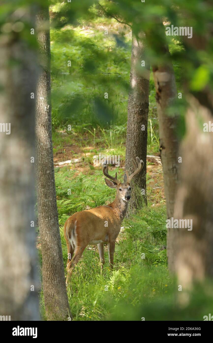 Odocoileus virginianus hi-res stock photography and images - Alamy
