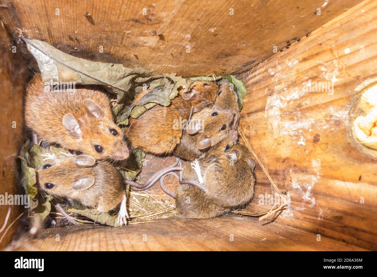 Mouse nest box hi-res stock photography and images - Alamy