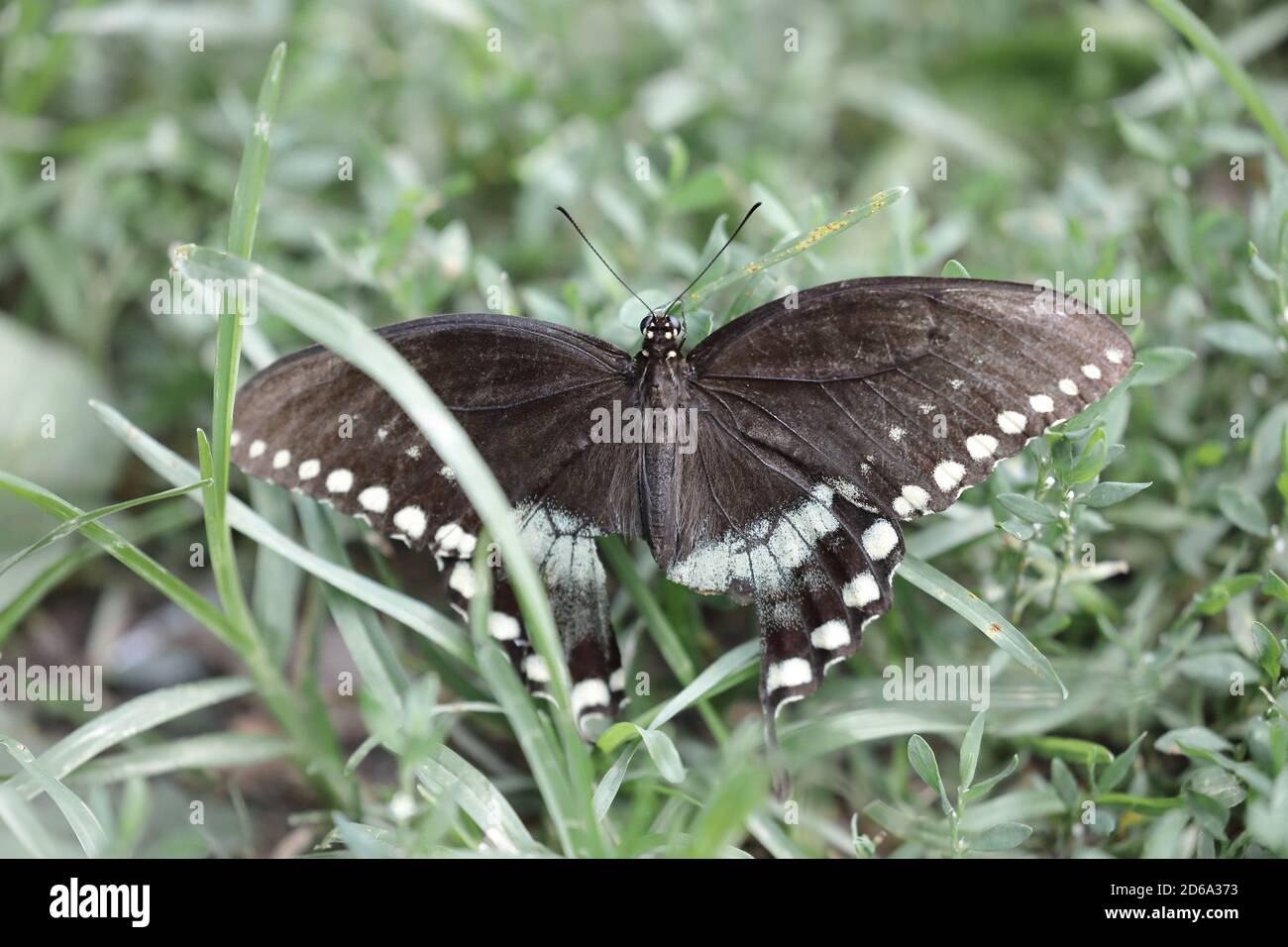 Top view of spicebush swallowtail butterfly (Papilio troilus) on the ...