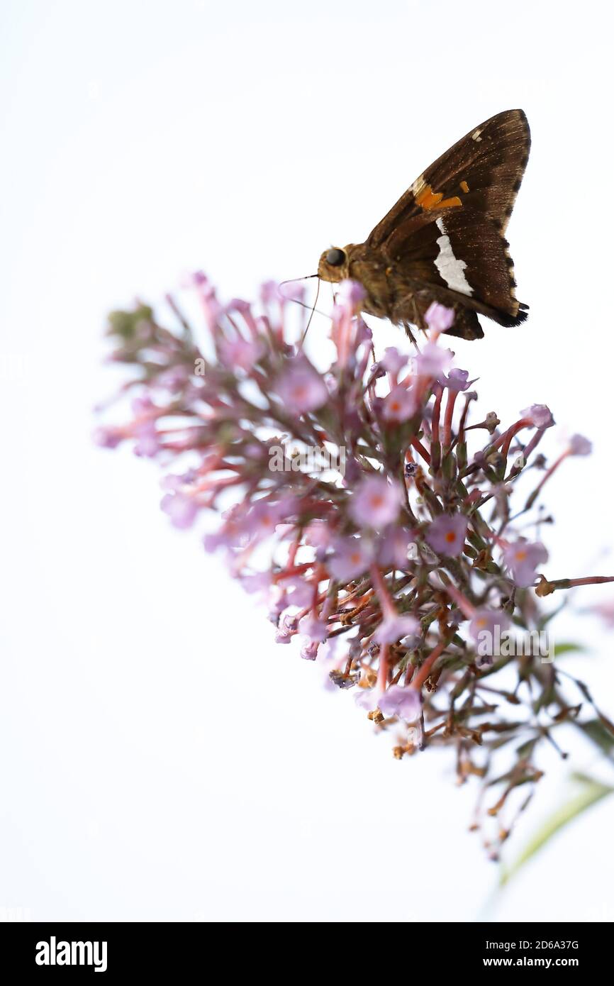 Insect nectar flower hi-res stock photography and images - Alamy