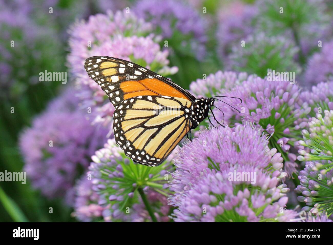 Purple monarch hi-res stock photography and images - Alamy