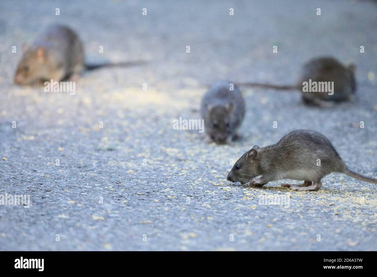 Group park hi-res stock photography and images - Alamy