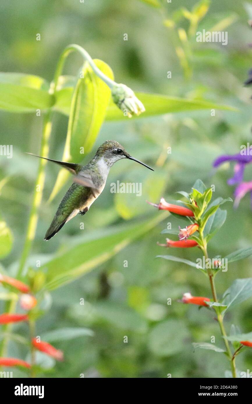 Hummingbird side view image hi-res stock photography and images - Alamy