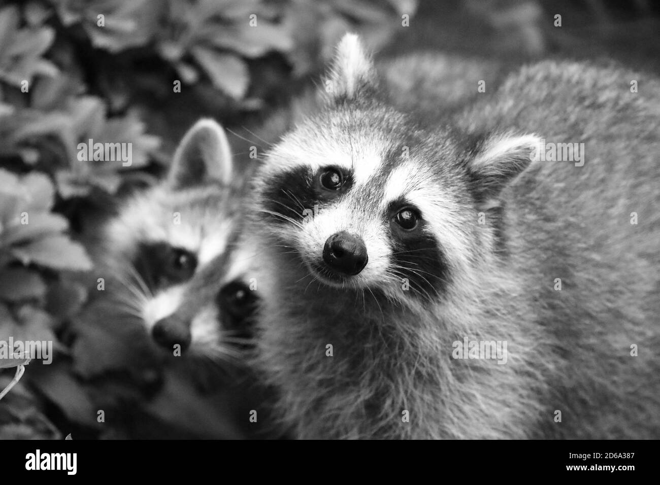 Two Raccoon High Resolution Stock Photography and Images - Alamy