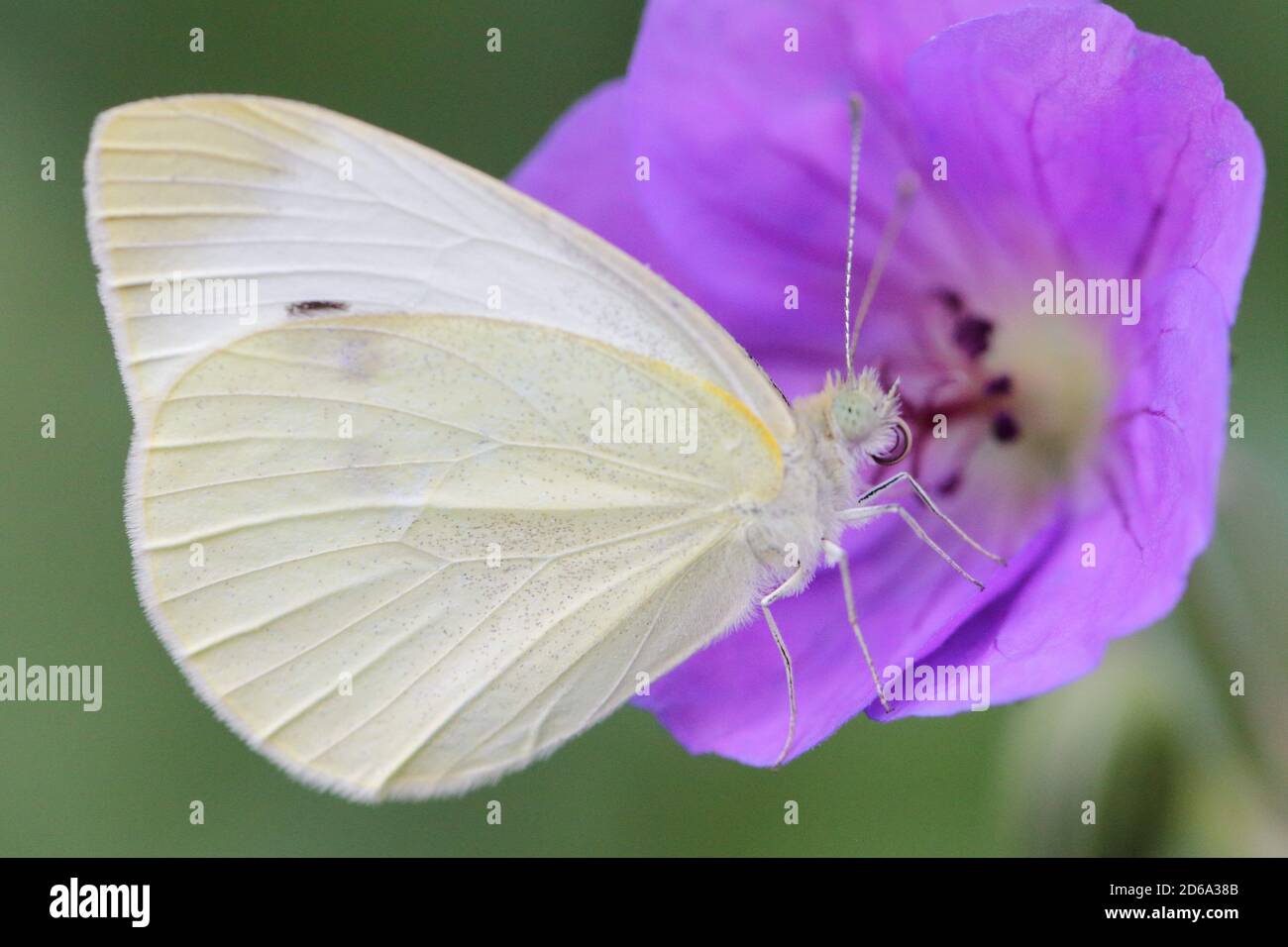 The cabbage white hi-res stock photography and images - Alamy