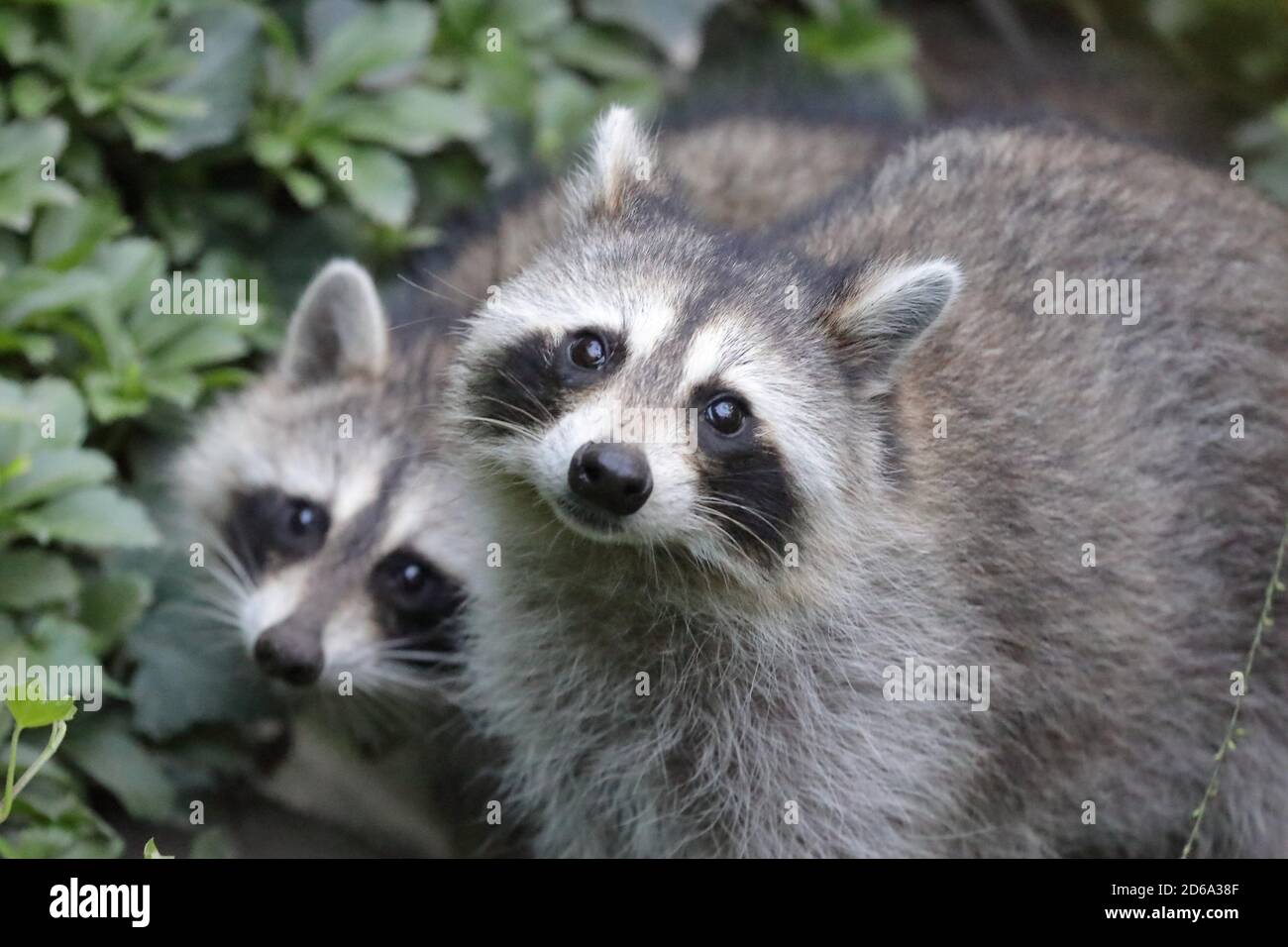 Two raccoon hi-res stock photography and images - Alamy