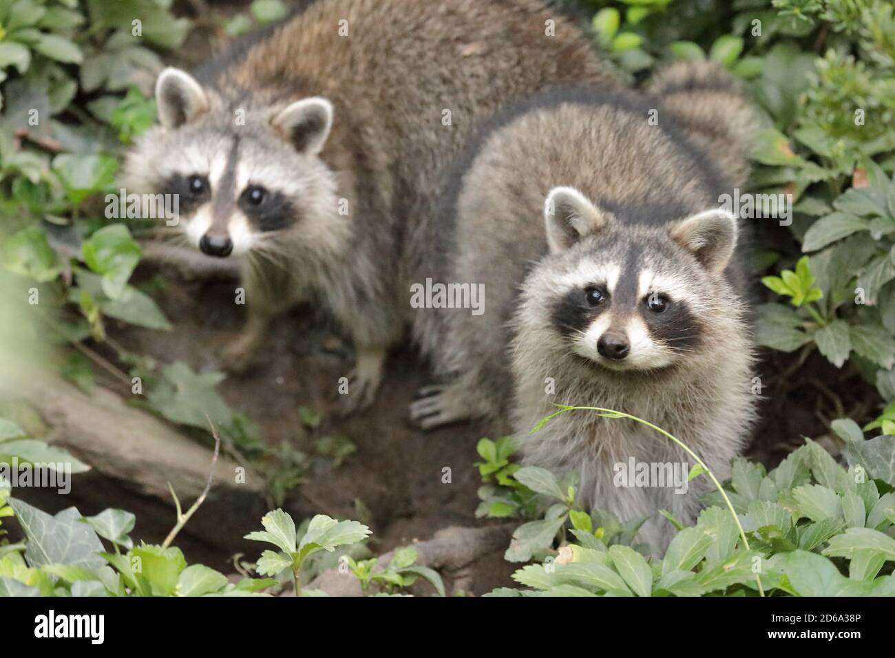 Two raccoon hi-res stock photography and images - Alamy