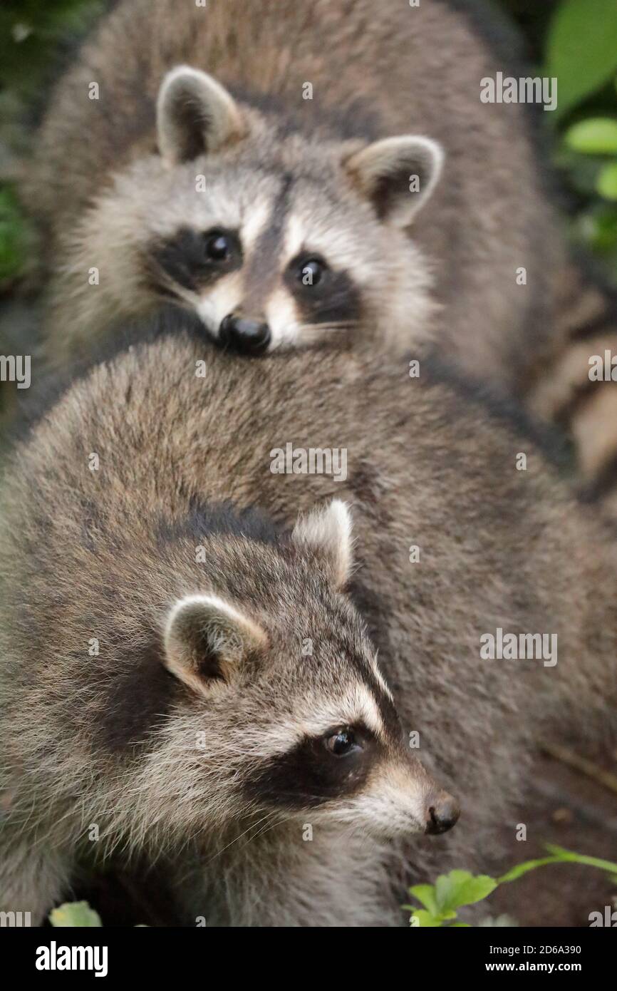 Two raccoon hi-res stock photography and images - Alamy