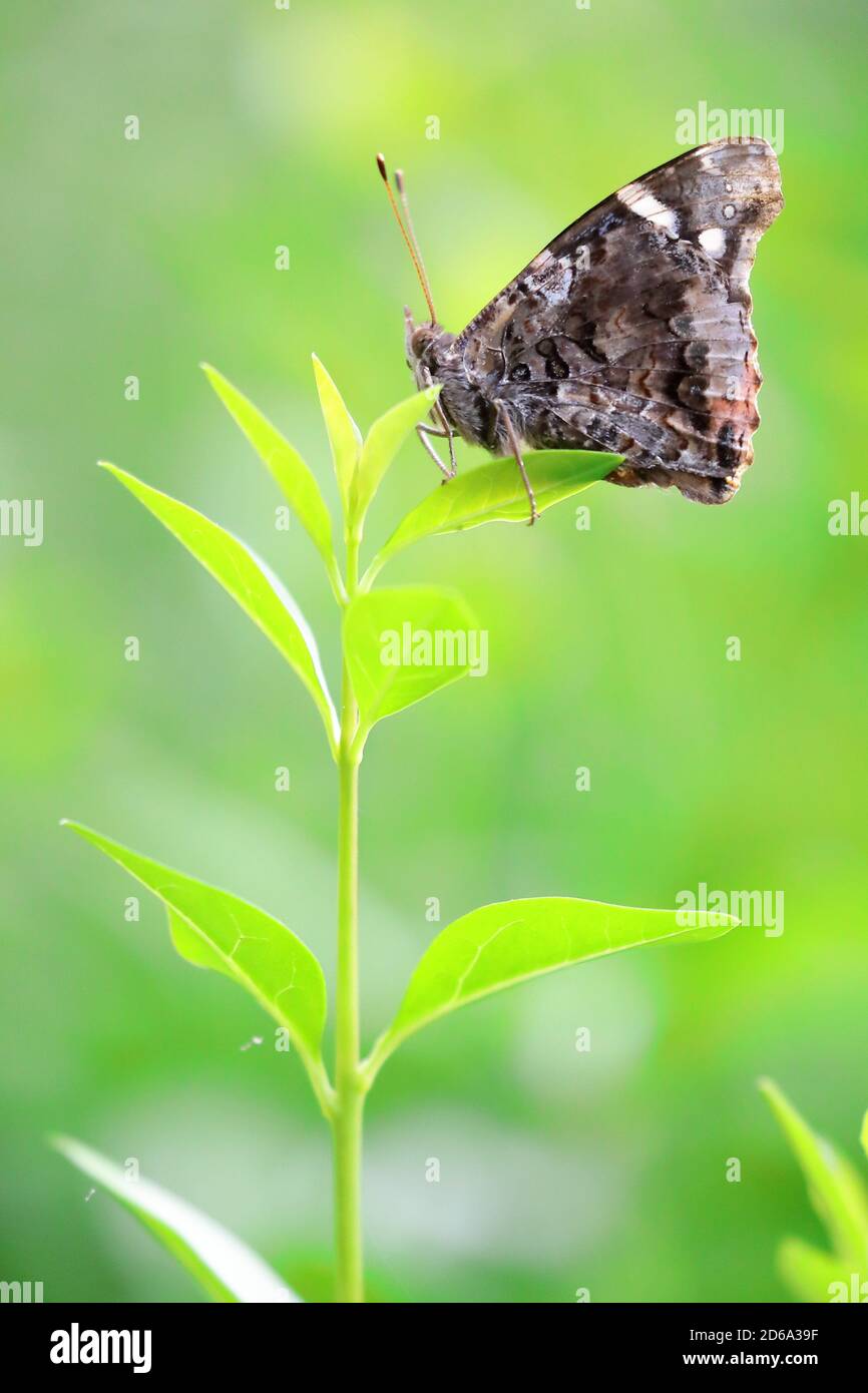 Side view of butterfly hi-res stock photography and images - Alamy