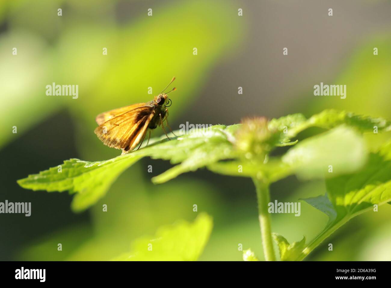 Side view of butterfly hi-res stock photography and images - Alamy
