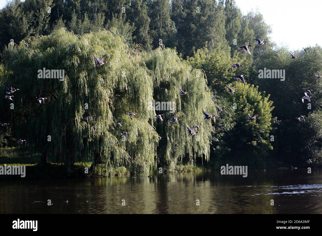 Flock ducks flying under hi-res stock photography and images - Alamy