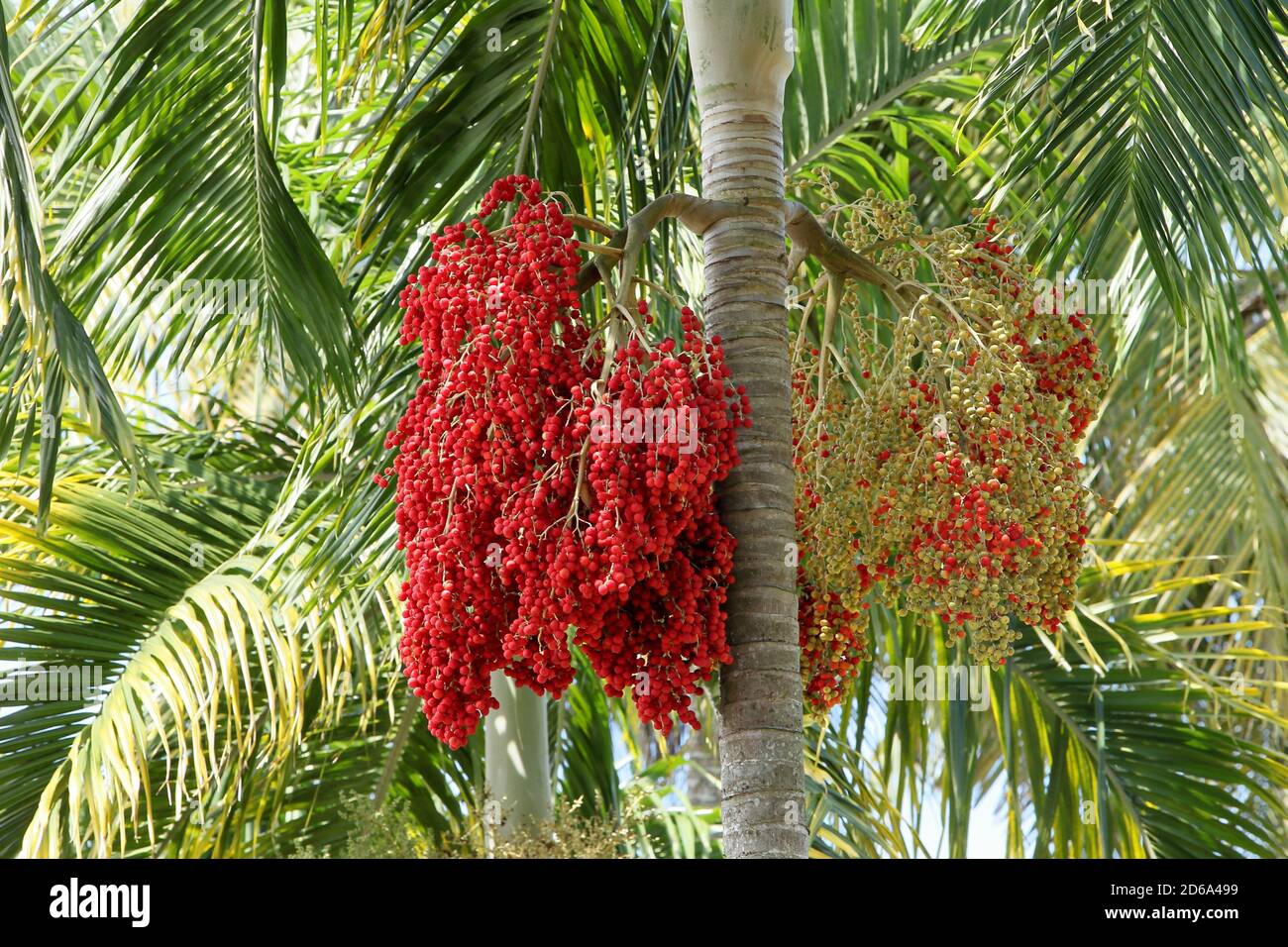 Areca palm nuts hi-res stock photography and images - Alamy