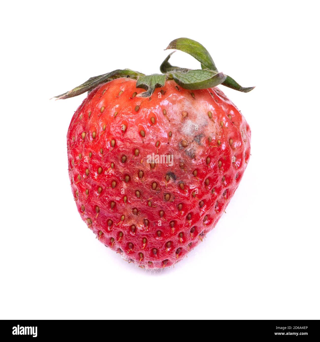 Moldy strawberry isolated on white hi-res stock photography and images ...