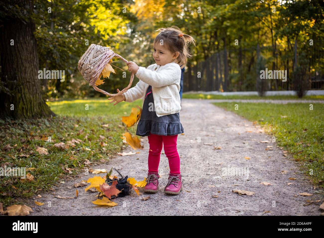 Baby red maple leaves hi-res stock photography and images - Alamy